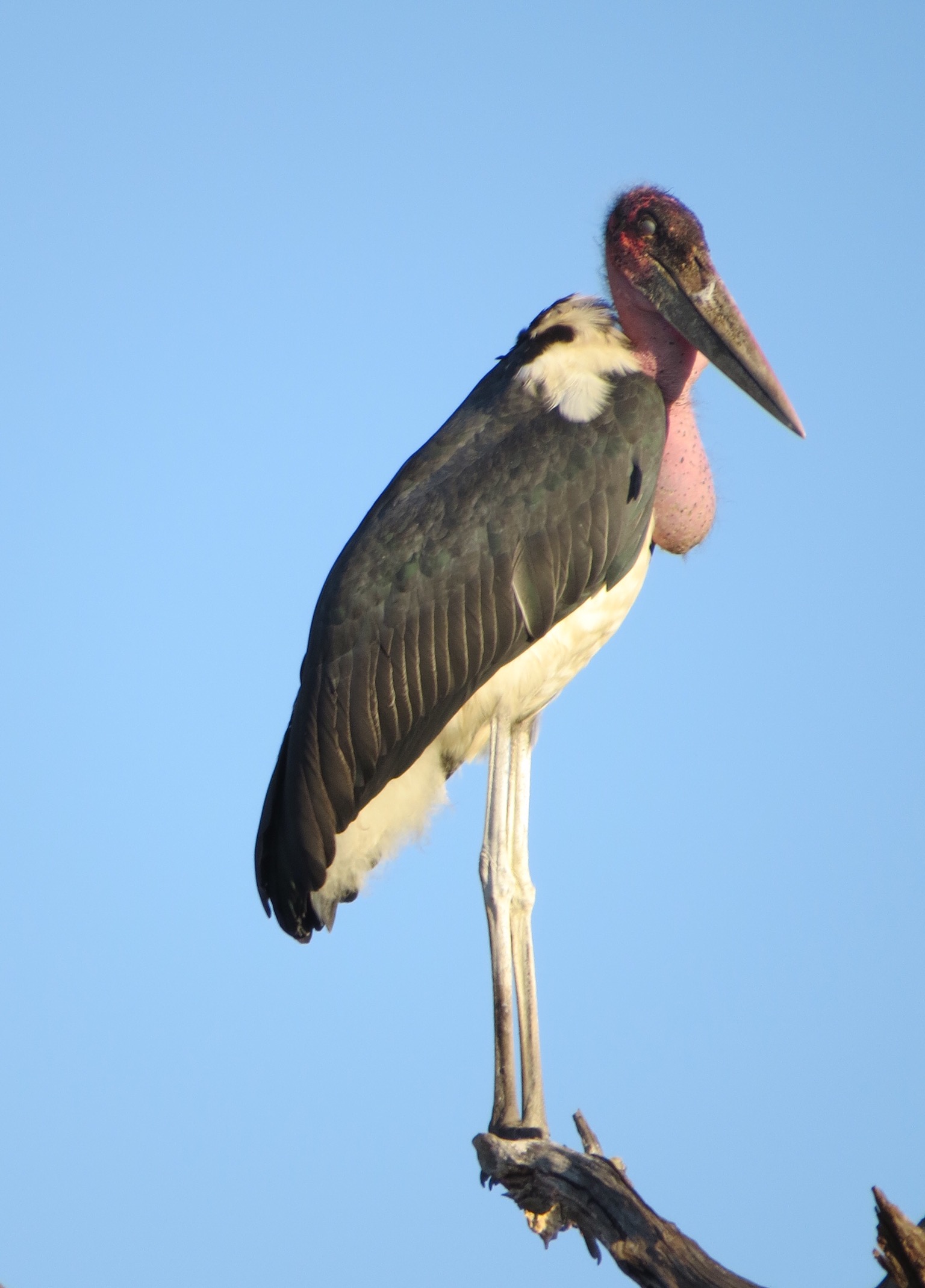 Birds of Chobe | Carpe diem